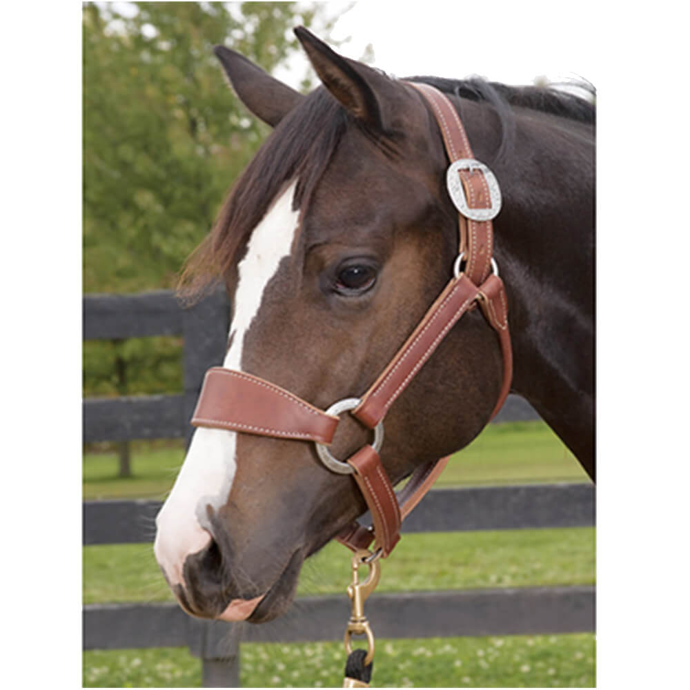 Weaver - Stacy Westfall Bronc Halters - Stampede Tack & Western Wear